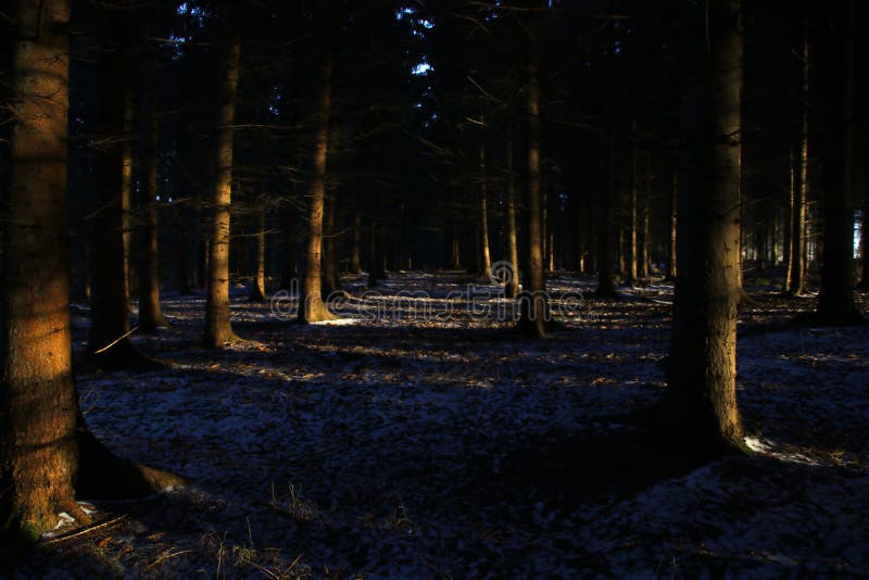 Silence in the Forest at Sunrise in February Stock Photo - Image of ...