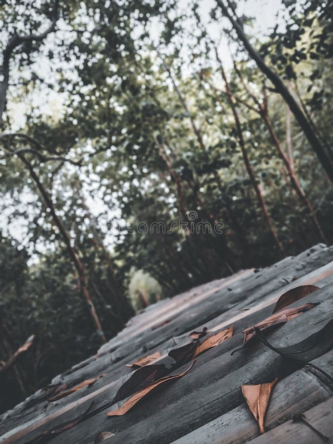 Silence in the Forest stock photo. Image of vehicle - 203426038