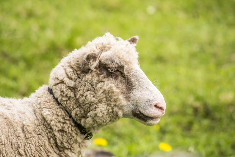 Silence of the Lamb stock photo. Image of farm, cute - 161522962
