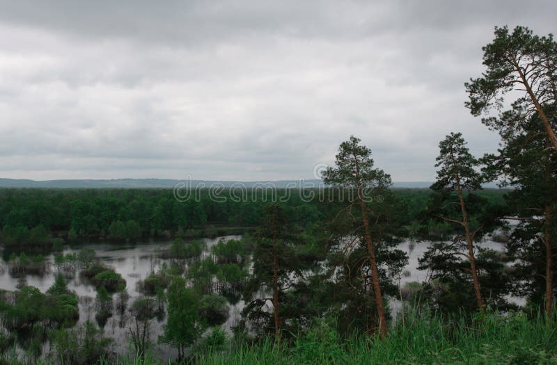 Silence stock image. Image of pine, trunk, horizon, water - 87894453