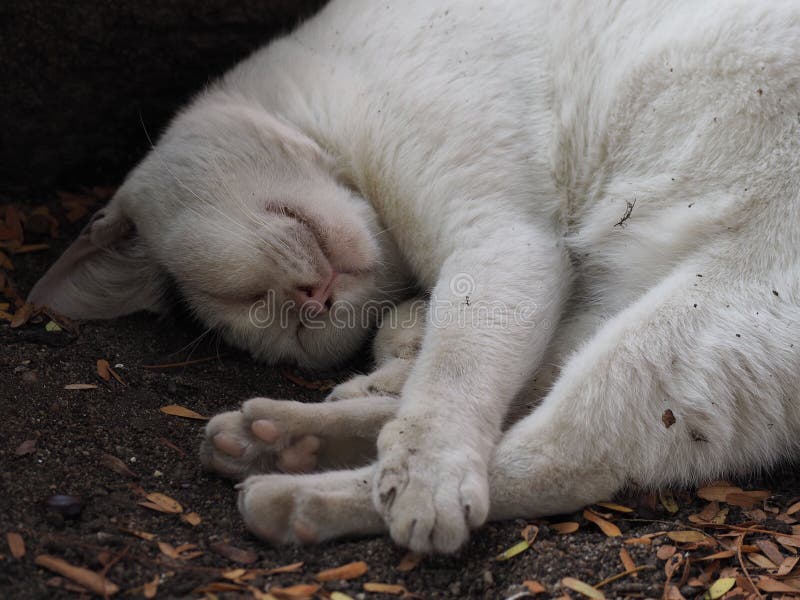 Silence in park stock photo. Image of deep, tree, white - 67458788