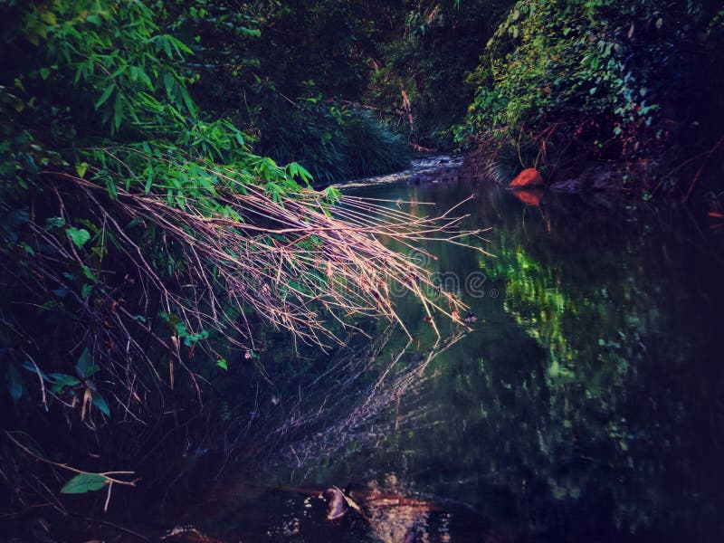 Silence of River in the Middle of Borneo Forest. Stock Photo - Image of ...