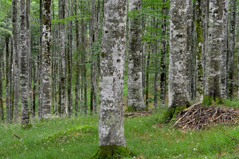 The Silence of Spring in the Forest Stock Photo - Image of michigan ...