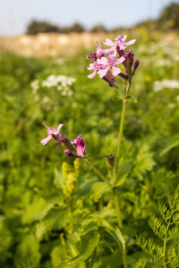 Plant Blooming in Summer. Square Frame Stock Image - Image of floral ...