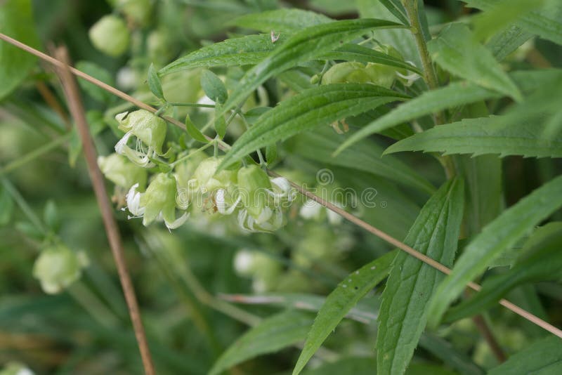 Silene Baccifera, Berry Catchfly Flowers Closeup Selective Focus Stock ...