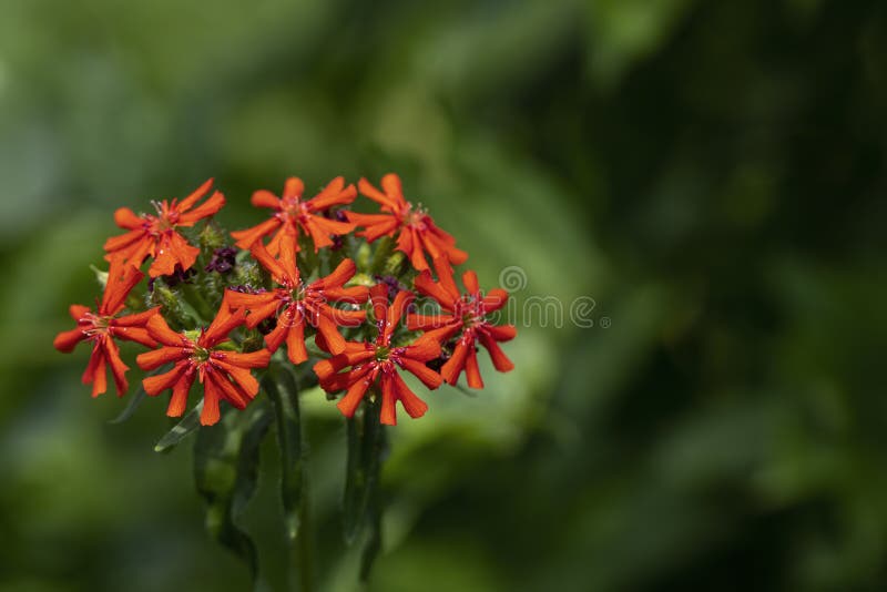 Silene chalcedonica flower stock photo. Image of blossom - 251512658