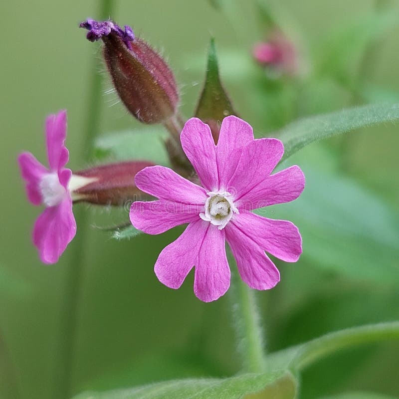 Silene dioica stock photo. Image of ragged, catchfly - 279010564