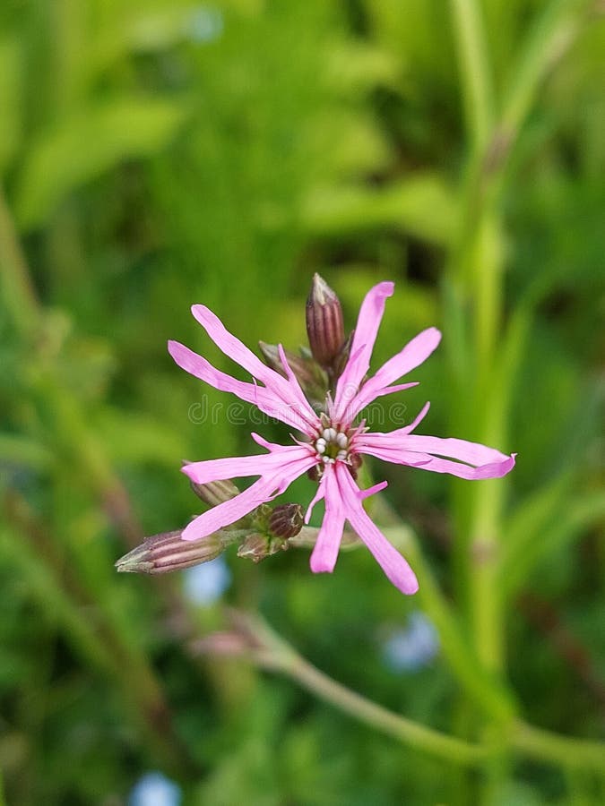 Silene Flos-cuculi stock image. Image of flowering, floscuculi - 248609435