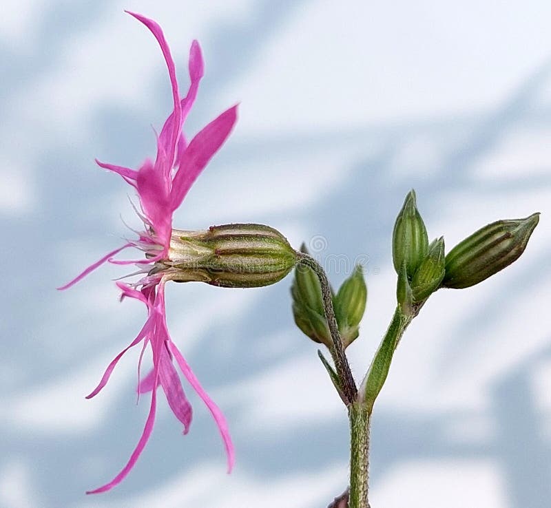 Silene flos-cuculi stock photo. Image of plant, cuckoo - 280517538