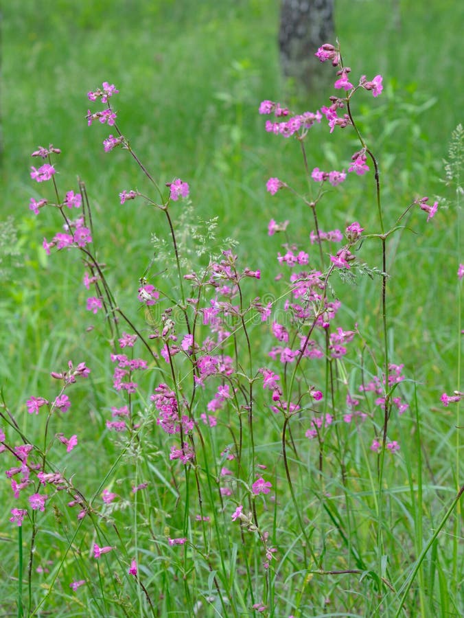 Silene Viscaria Syn. Viscaria Vulgaris - Wild Plant Stock Photo - Image ...