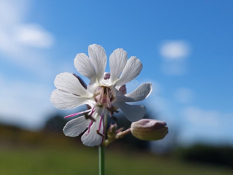 Silene vulgaris stock photo. Image of spatling, wildflower - 255550158