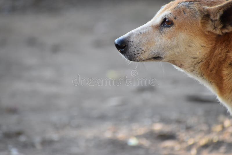 Silent stock photo. Image of look, blur, silent, animal - 103626520