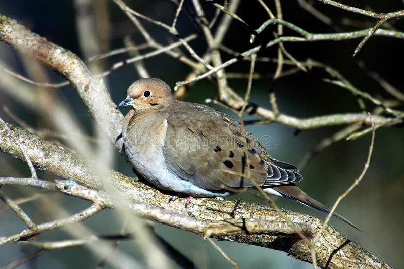 Pigun Stock Photos - Free & Royalty-Free Stock Photos from Dreamstime