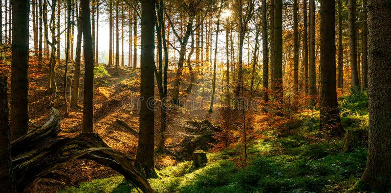 Silent Forest in Spring with Beautiful Bright Sun Rays Stock Image ...
