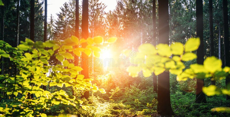 Silent Forest in Spring with Beautiful Bright Sun Rays Stock Image ...