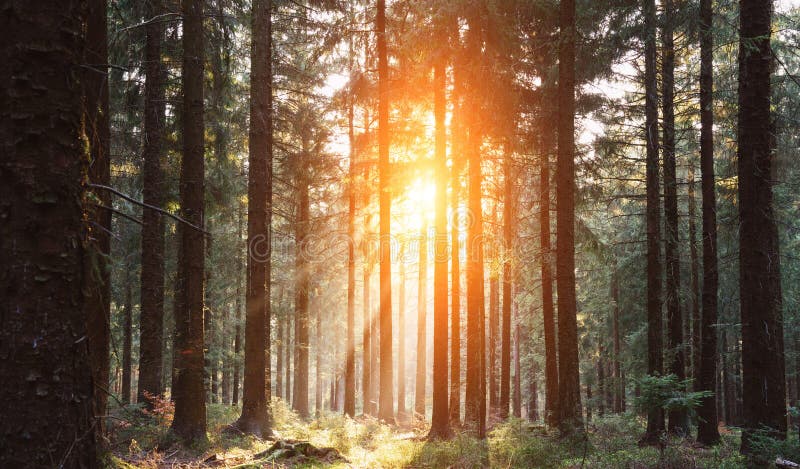 Silent Forest in Spring with Beautiful Bright Sun Rays Stock Image ...