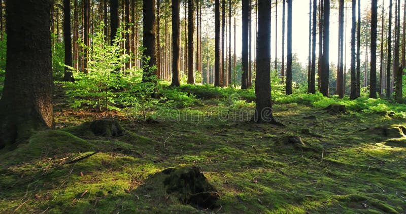 Silent Forest in Spring with Beautiful Bright Sun Rays Stock Footage ...