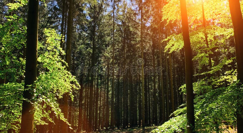 Silent Forest in Spring with Beautiful Bright Sun Rays Stock Image ...