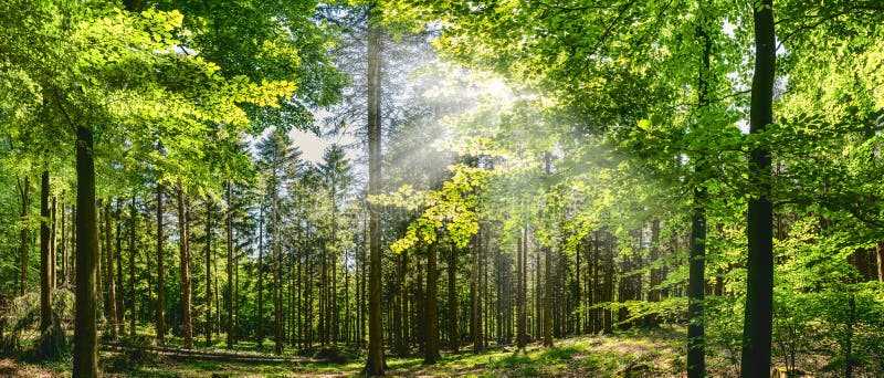 Silent Forest in Spring with Beautiful Bright Sun Rays Stock Photo ...