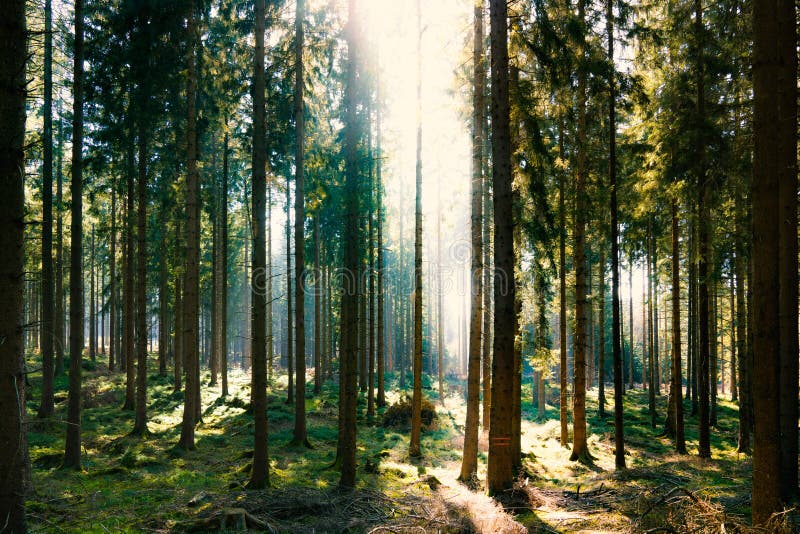 Silent Forest in Spring with Beautiful Bright Sun Rays Stock Photo ...