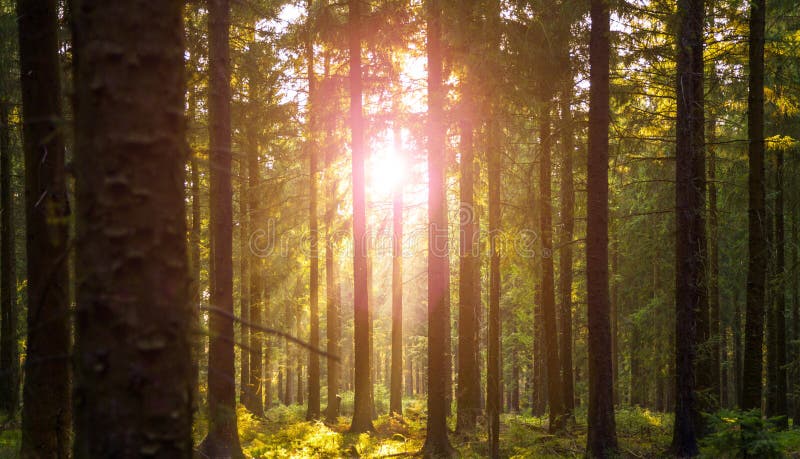 Silent Forest in Spring with Beautiful Bright Sun Rays Stock Image ...