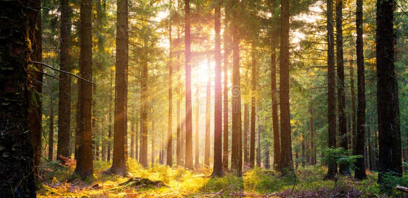 Silent Forest in Spring with Beautiful Bright Sun Rays Stock Image ...