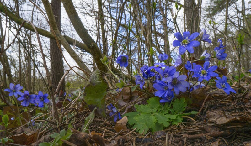 Silent Forest in Spring with Beautiful Bright Sun Rays Stock Image ...