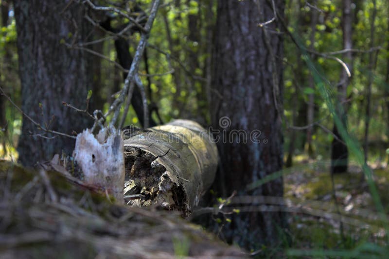 Silent forest stock photo. Image of silent, nature, forest - 117254076