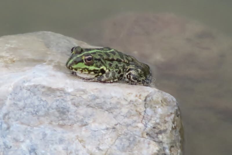 The Silent Frog of the Pond Stock Image - Image of beautiful, fish ...