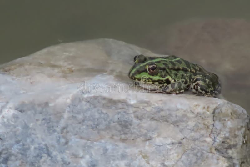 The Silent Frog of the Pond Stock Image - Image of insect, animal ...