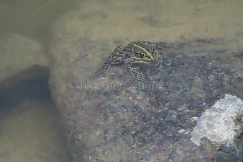 The Silent Frog of the Pond Stock Image - Image of blue, fish: 283401423