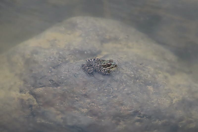 The Silent Frog of the Pond Stock Image - Image of comic, underwater ...