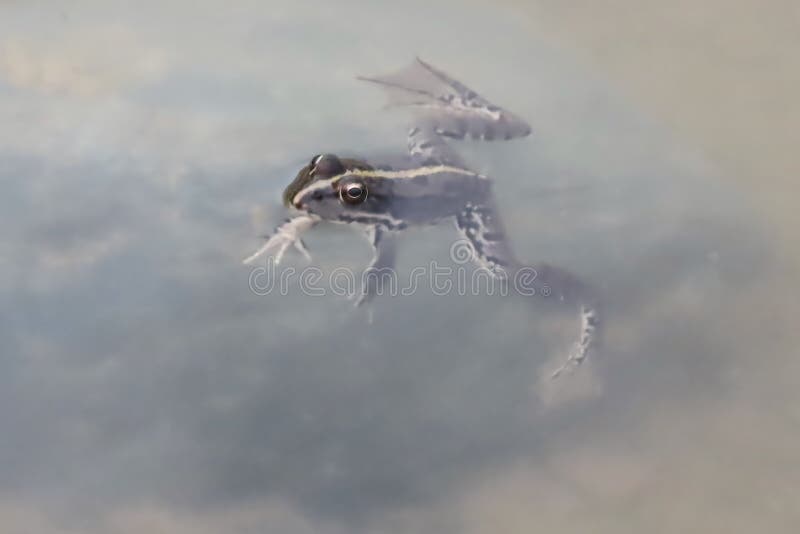The Silent Frog of the Pond Stock Image - Image of nature, cartoon ...