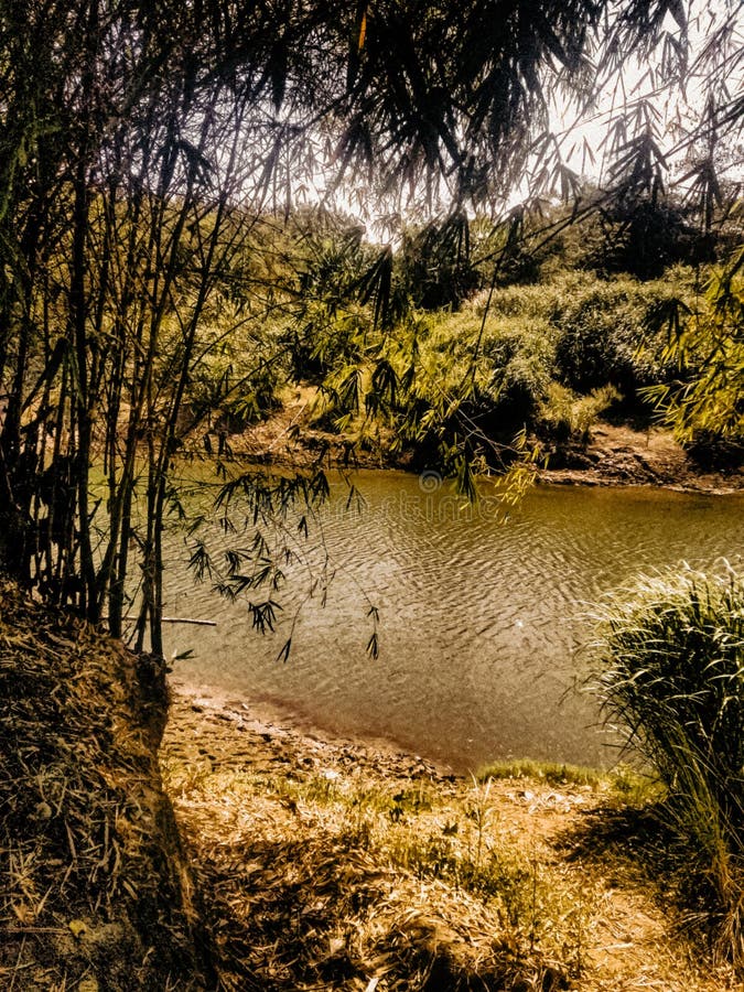 Silent Green River with Bamboo Three Stock Image - Image of green ...