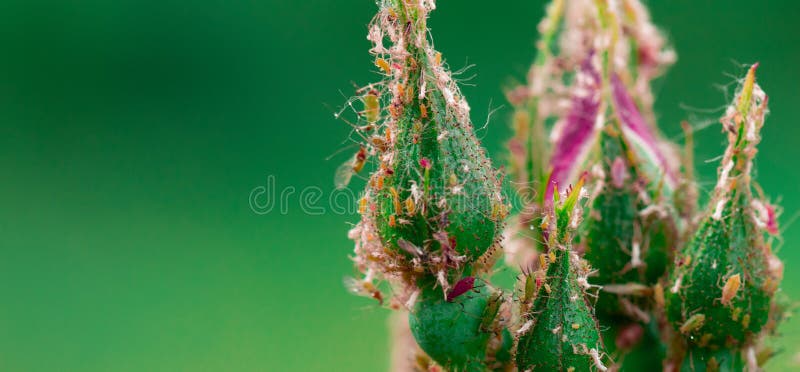 Aphid Chronicles: Exploring the Miniature World of Roses Stock Image ...
