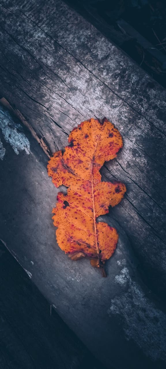 Silent leave alone stock photo. Image of alone, leave - 231385636