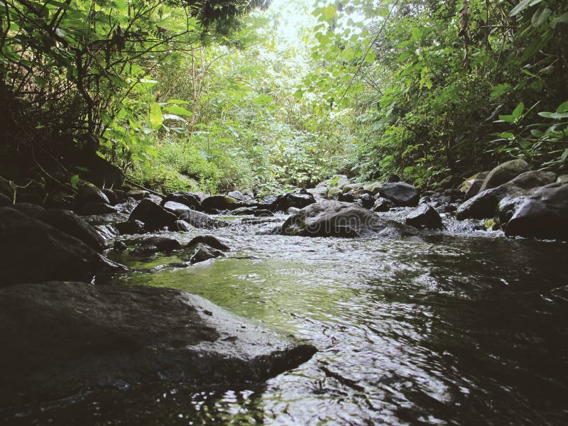 Silent River Flowing between the Trees Stock Photo - Image of silent ...