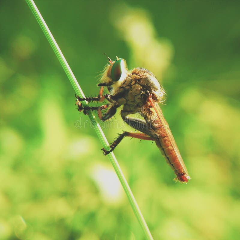 The silent a Robber Fly stock photo. Image of dragonfly - 239367764
