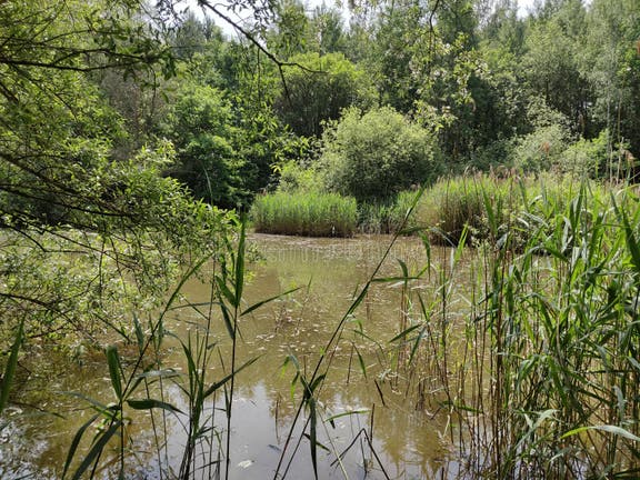 Silent See in the Middle of a Forest Stock Image - Image of silent ...