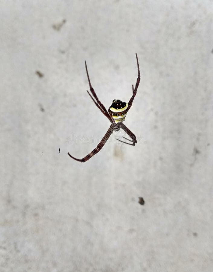 Silent Single Spider stock image. Image of forever, spider - 134440911