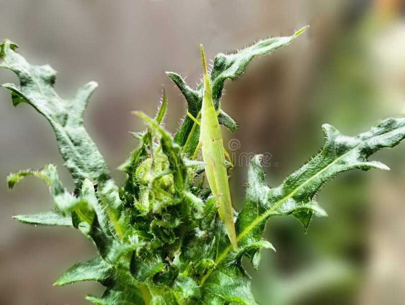Silent Slant-faced Grasshoppers Perched on the Green Leaves Stock Image ...