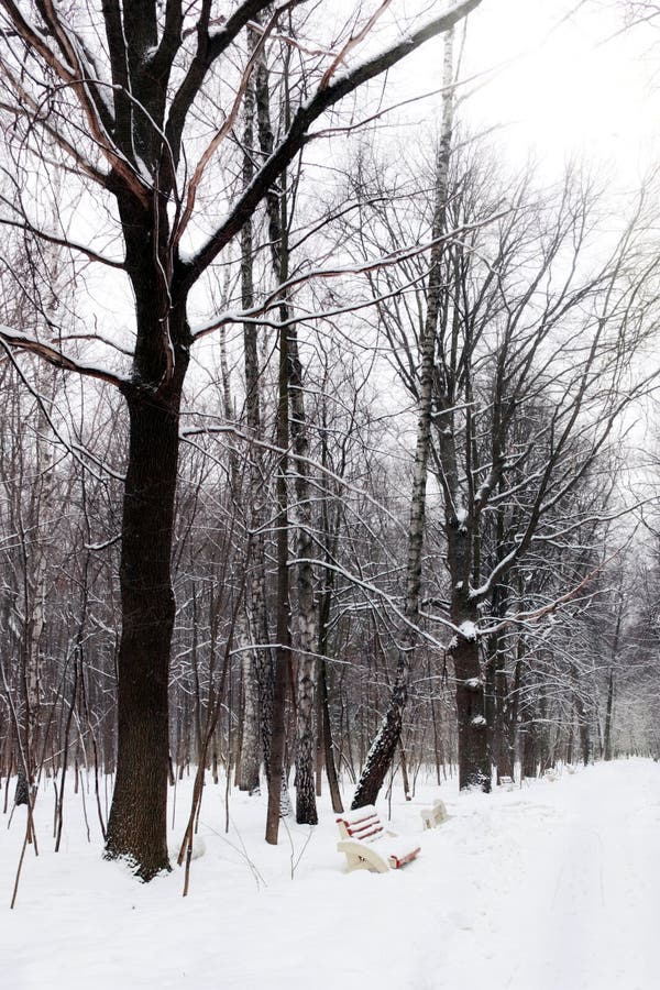 Silent Snow-covered Urban Park Stock Image - Image of deep, chill: 24009167