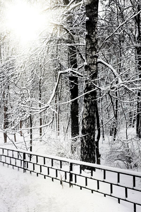 Silent Snow-covered Urban Park in Winter Stock Photo - Image of scenic ...