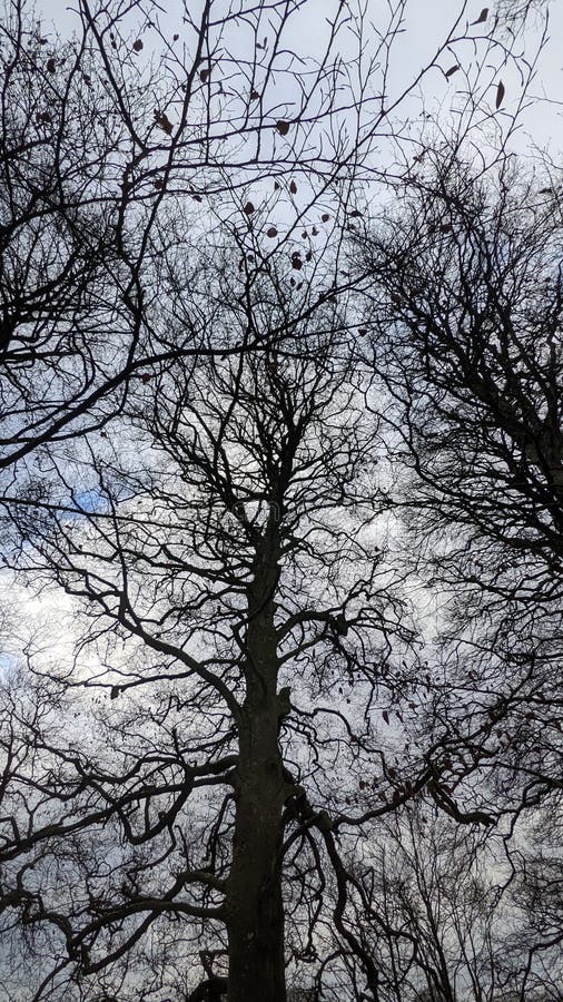 Silent Trees stock image. Image of woods, wood, beautiful - 239925983