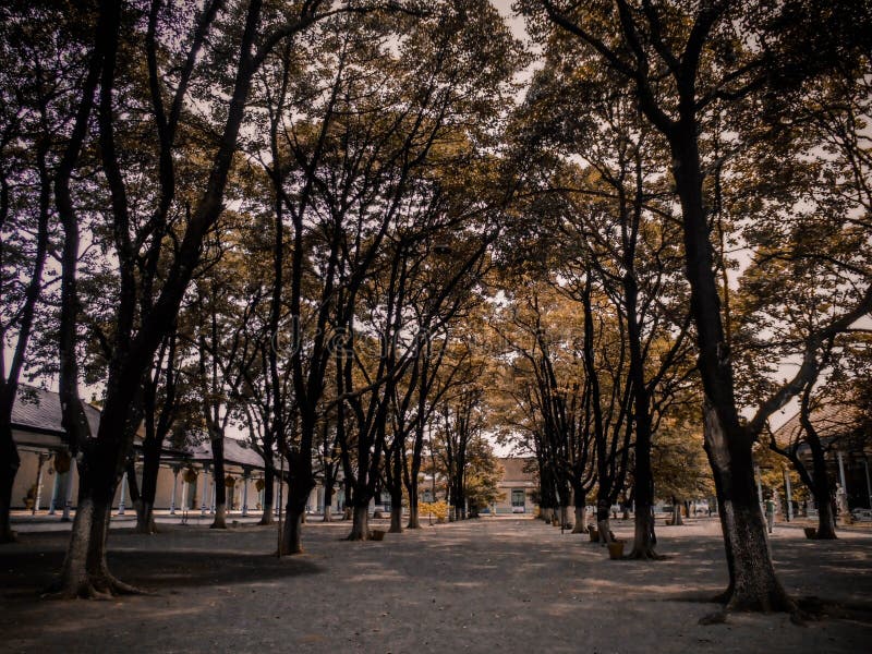 The Silent Trees of Solo stock photo. Image of leaf - 204906328