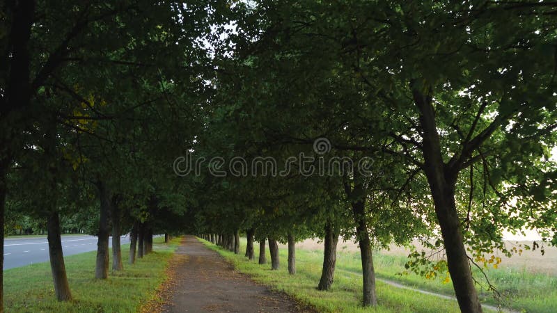 Silent Walkway with Trees for Walking Stock Video - Video of beautiful ...
