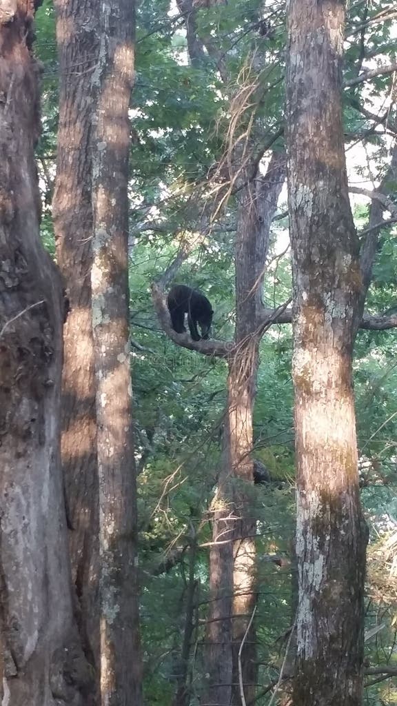 Silently Watching from Above Stock Photo - Image of watching, watch ...