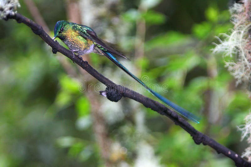 Silfide a Coda Lunga, Colibrì Nell'Ecuador Fotografia Stock - Immagine ...