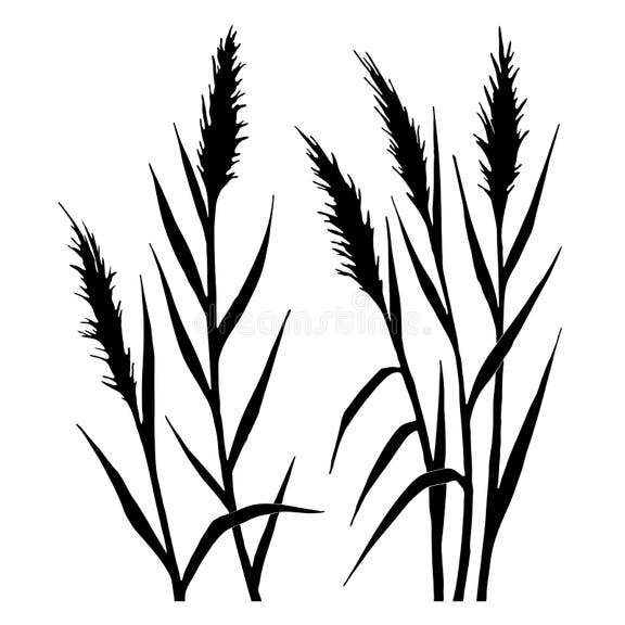 Silhouet van het riet vector illustratie. Illustration of kruid - 89337664