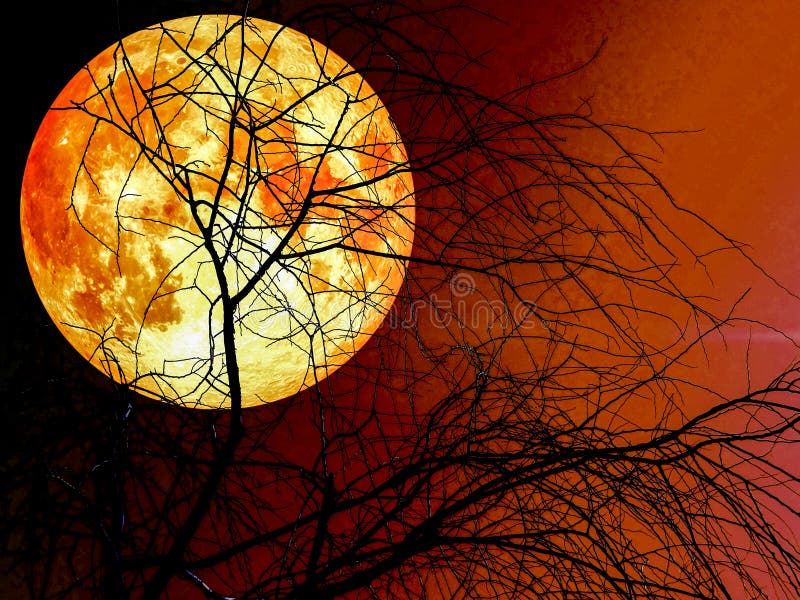 Dead Tree Silhouete Stock Illustrations – 2 Dead Tree Silhouete Stock ...